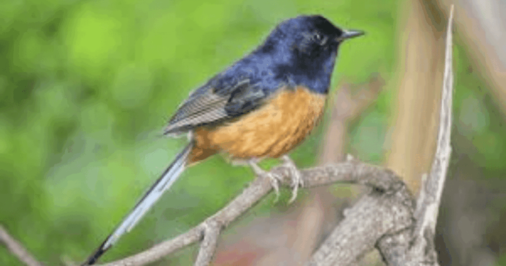 Kicauan Burung Gantikan Musik di Restoran Bandung